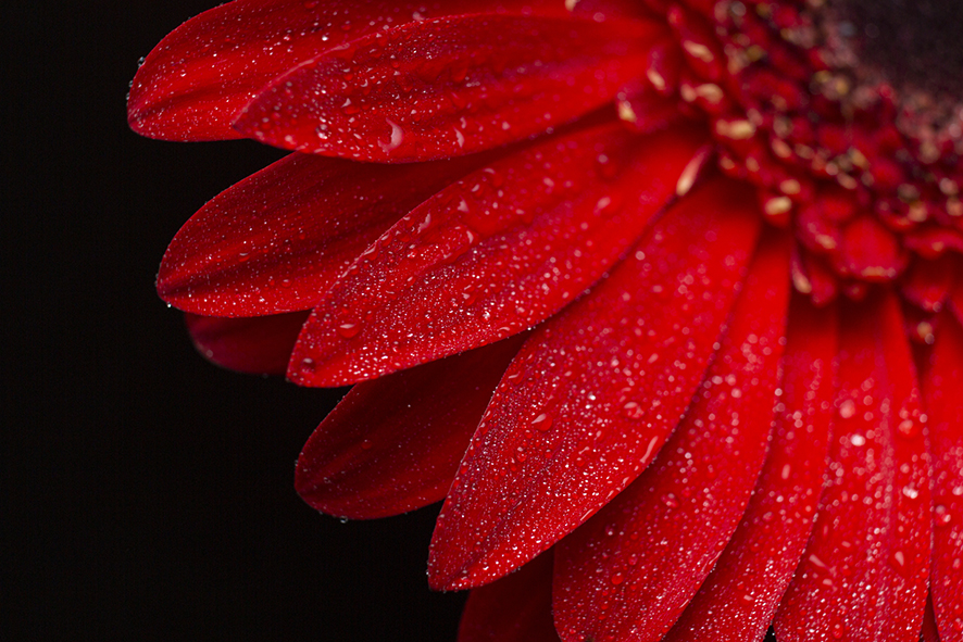 Que nos trasmite el color rojo – formato digital